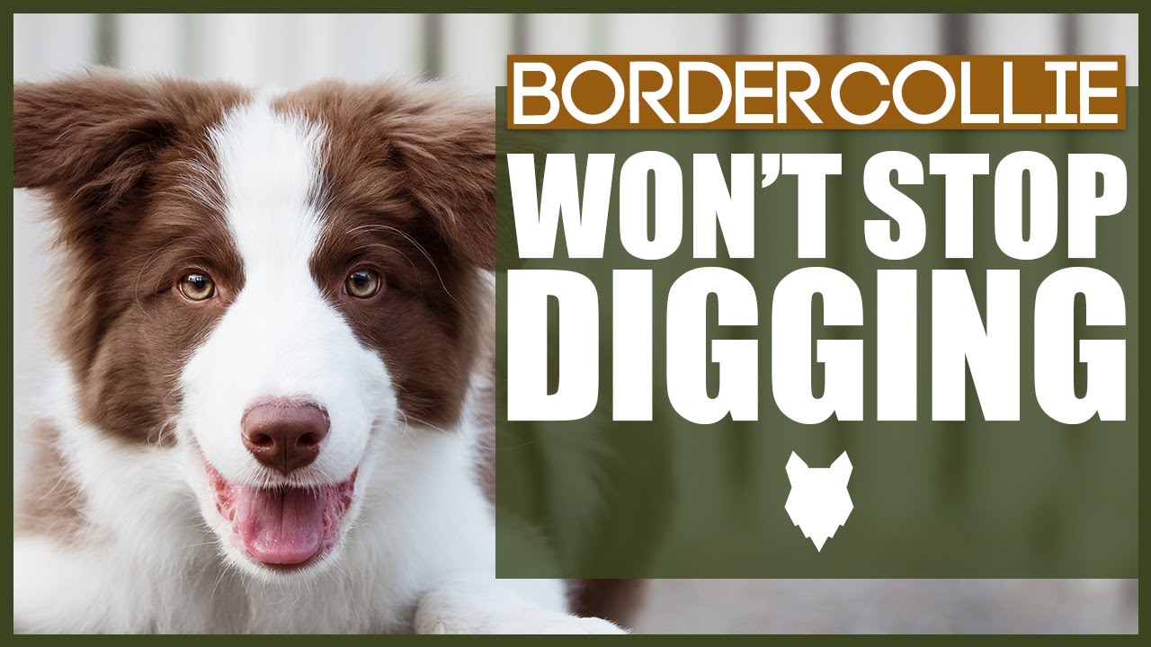 How Do You Stop A Border Collie From Nipping