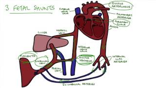 Understanding Fetal Circulation Zero To Finals Mp3 Music & Mp4 video ...