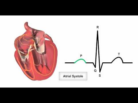 Cardiac Conduction System And Understanding Ecg Animation