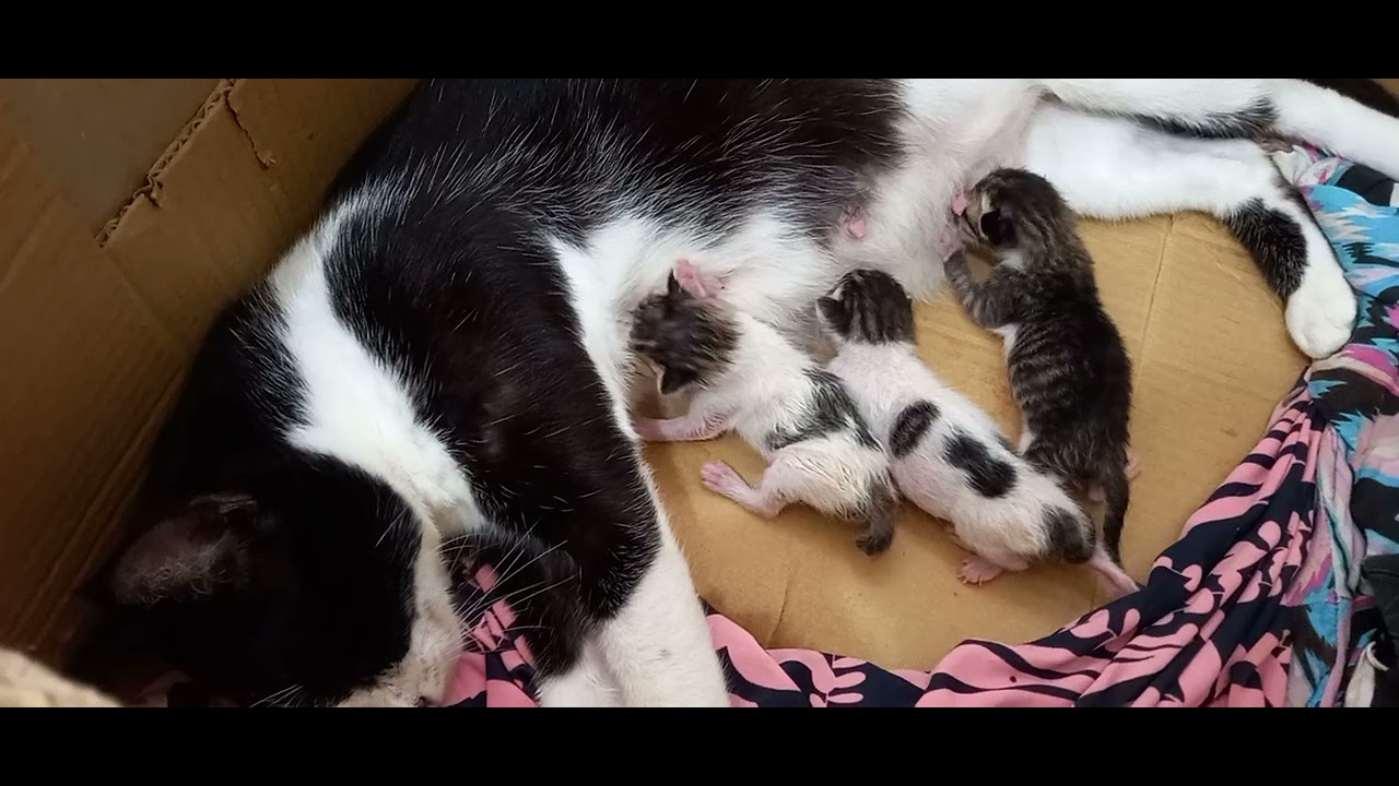New Born Puspin Kittens Youtube