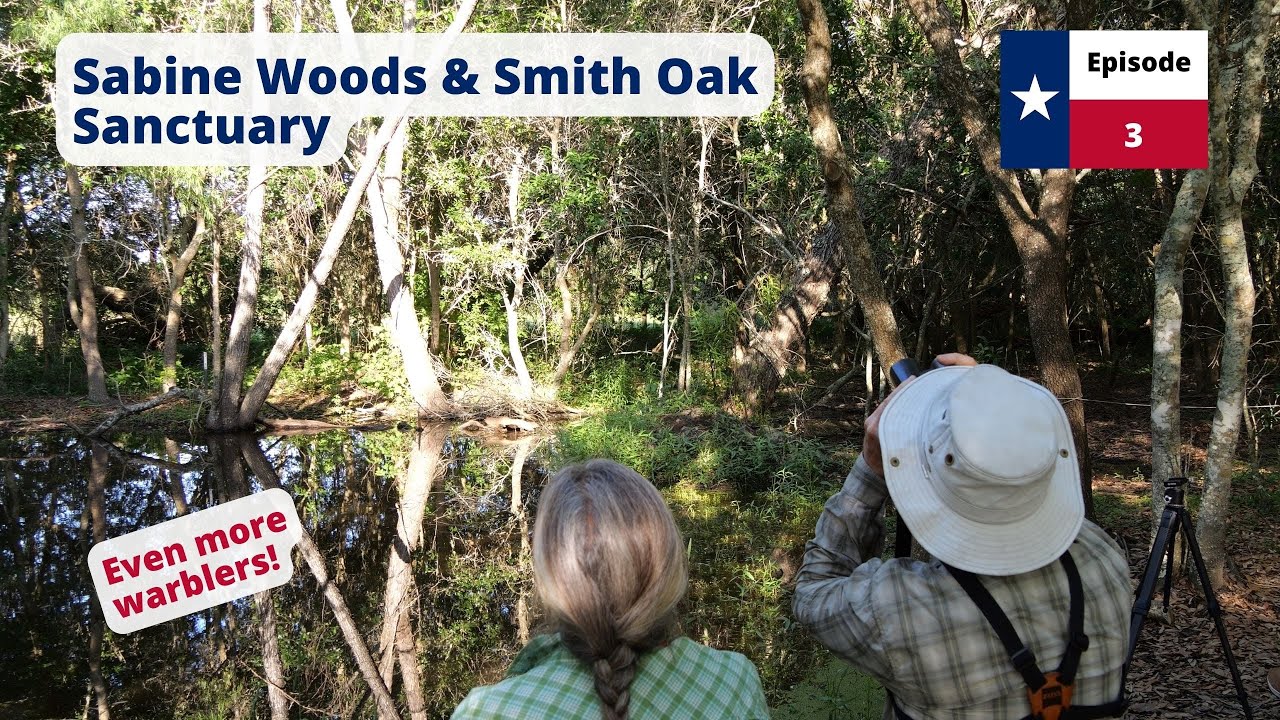 April 2023 Texas Episode 3 Sabine Woods Smith Oak Sanctuary Youtube
