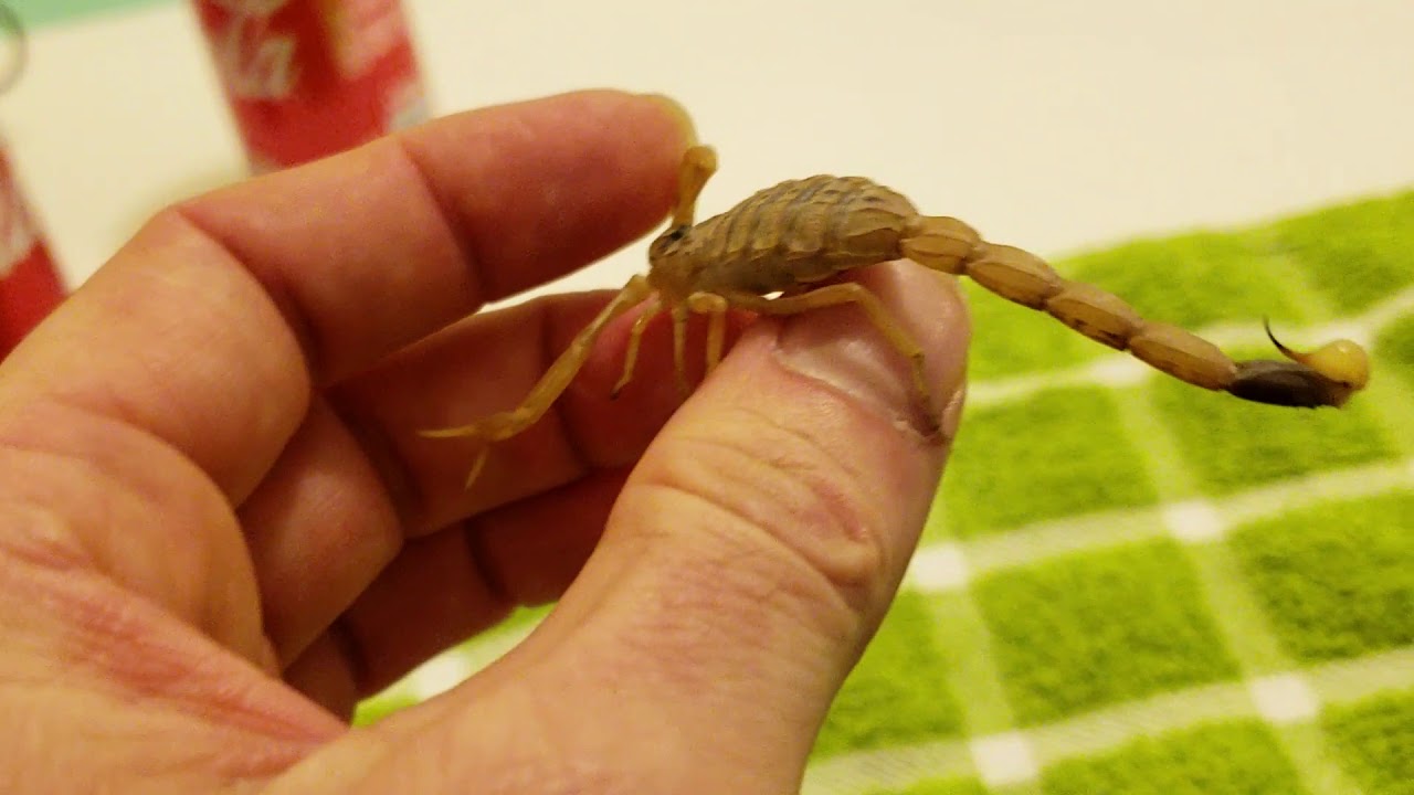 Deathstalker Scorpion Youtube