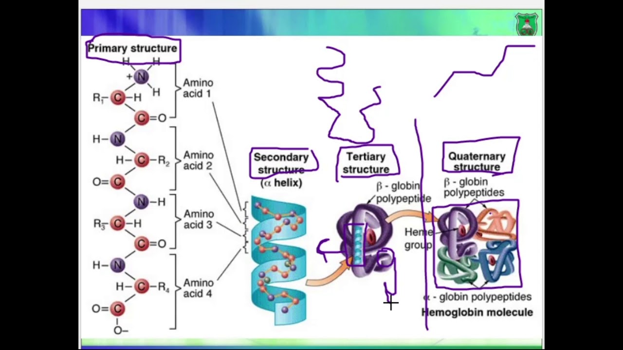 Protein Structure Part 1 Campbell Chapter 3 And 4 Youtube