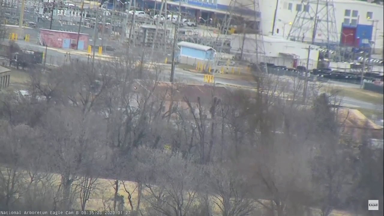 Aef Nadc Eagle Cam 1 28 20 Flying With Mr P Youtube