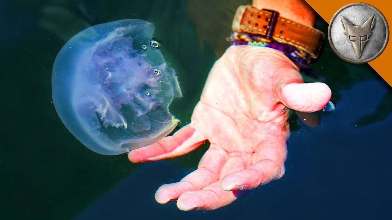 Jellyfish Challenge Youtube