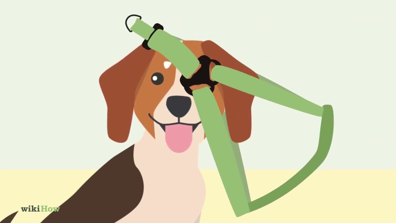 How To Put On A Dog Harness Youtube