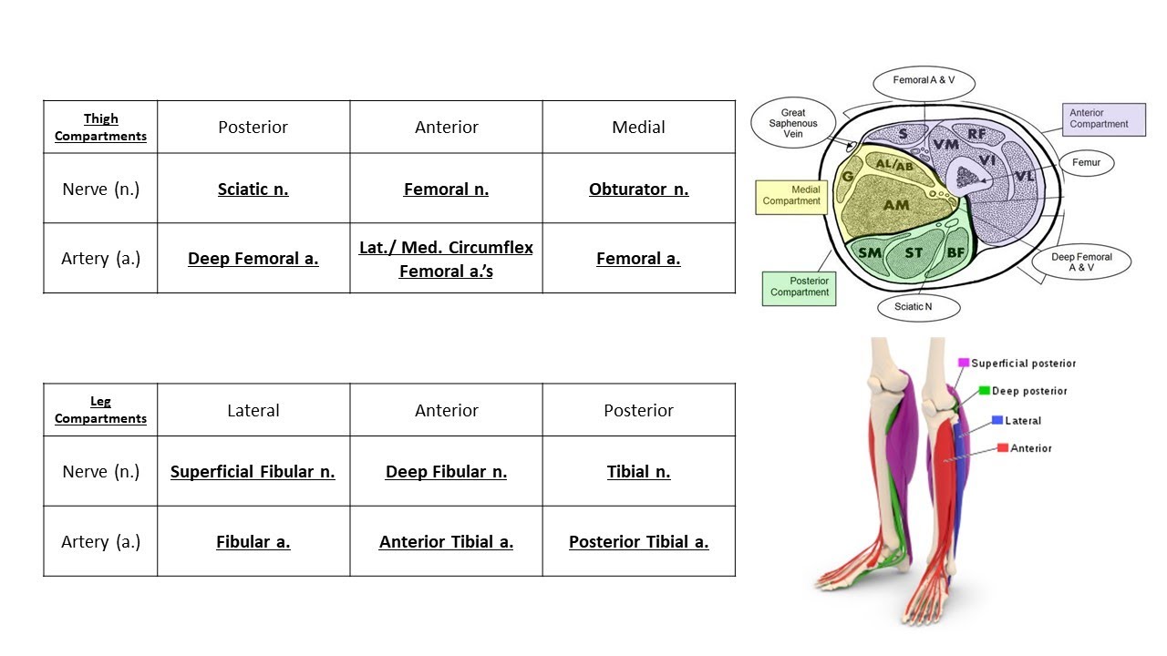 Leg And Thigh Compartment Neurovasculature Mnemonics Youtube