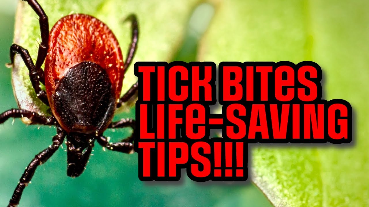 Normal Tick Bite Pictures