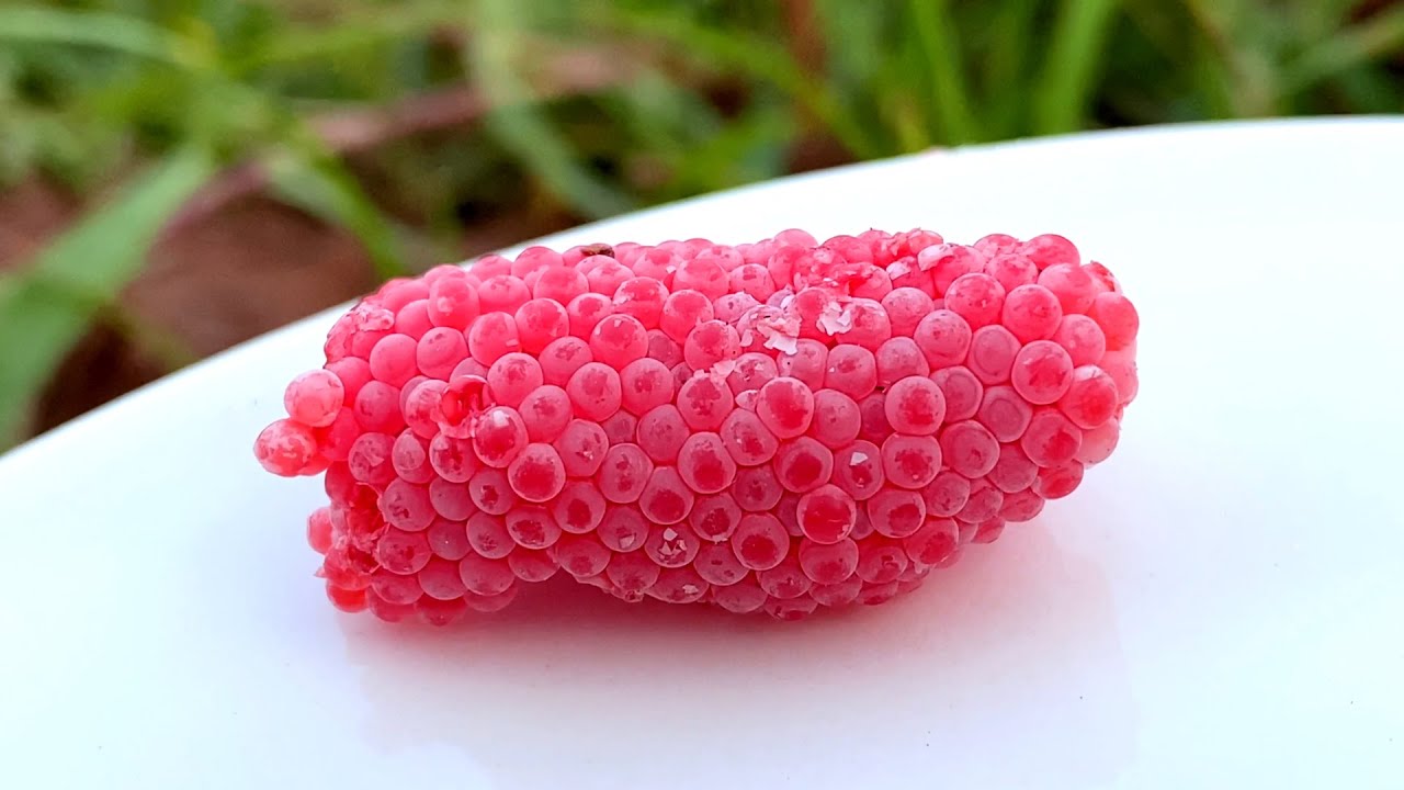 Asmr Crushed Snail Eggs Apple Snail Eggs Asmr рџђњ11 Youtube