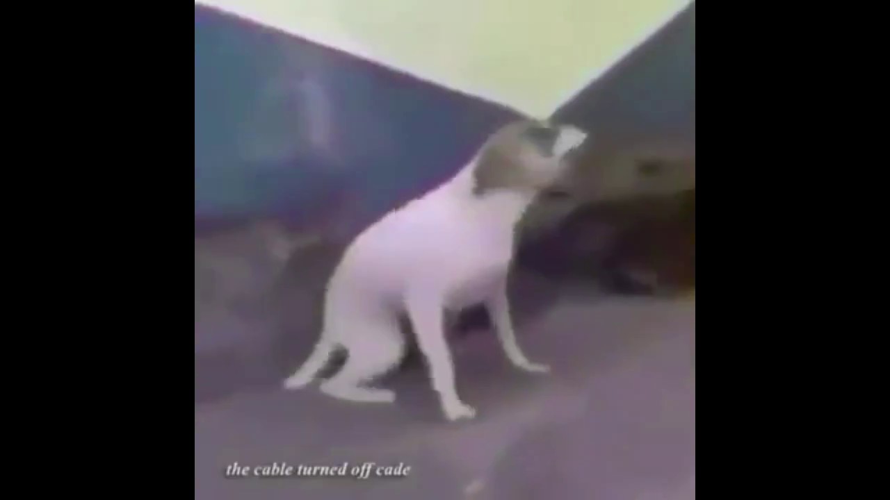 Meme Perro Bailando Youtube