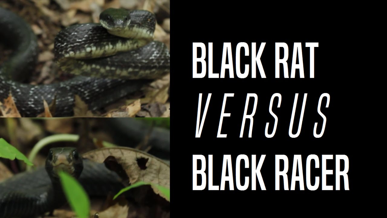 The Difference Between A Black Rat Snake And A Black Racer Youtube