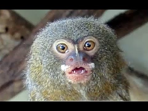 Surprised Monkey Is Surprised Youtube