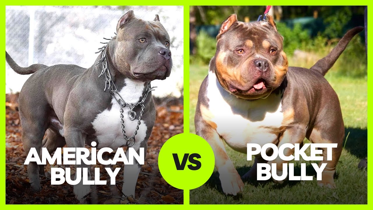 American Bully Breed 101 The Complete Guide To Pocket 51 Off