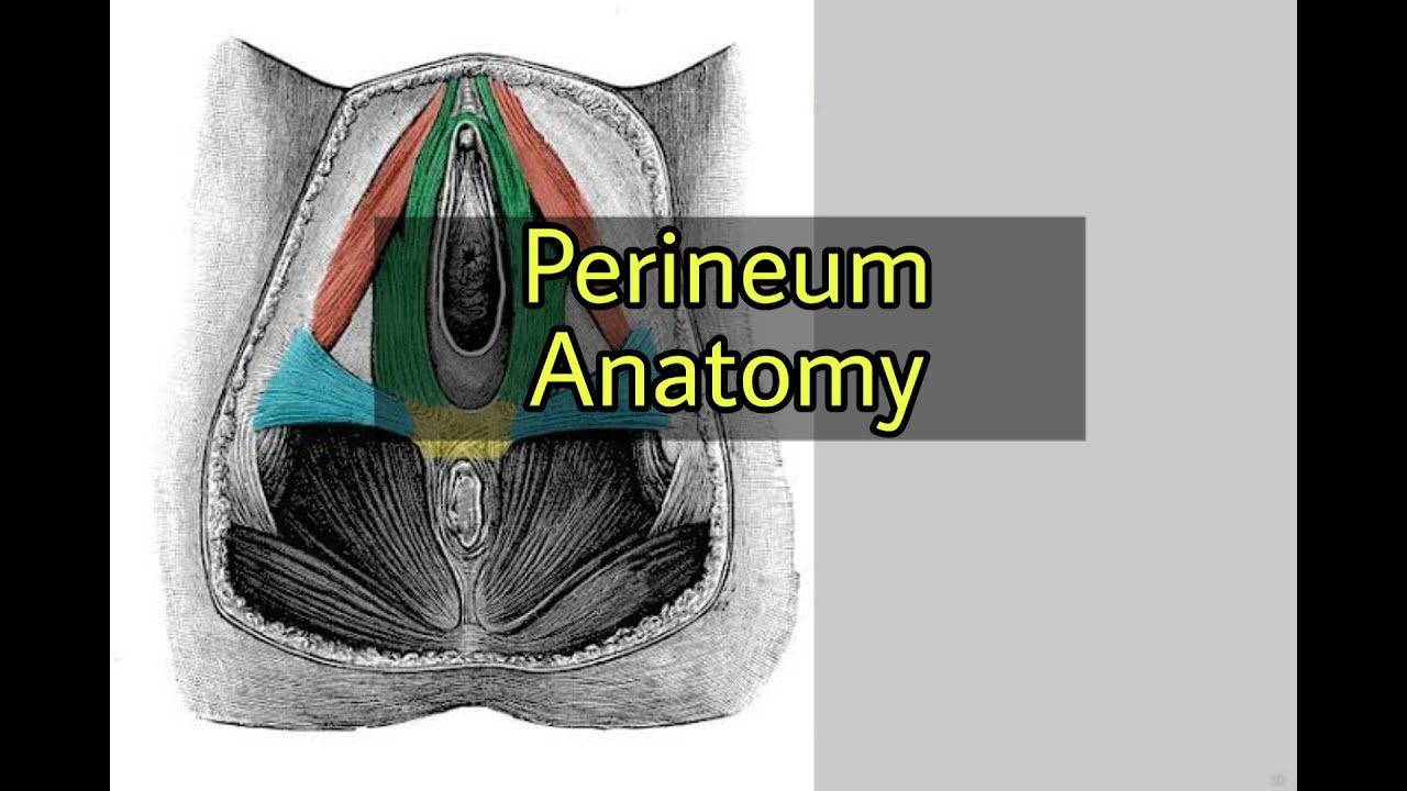 Perineum Anatomy Made Easy Pelvis And Perineum Anatomy Youtube