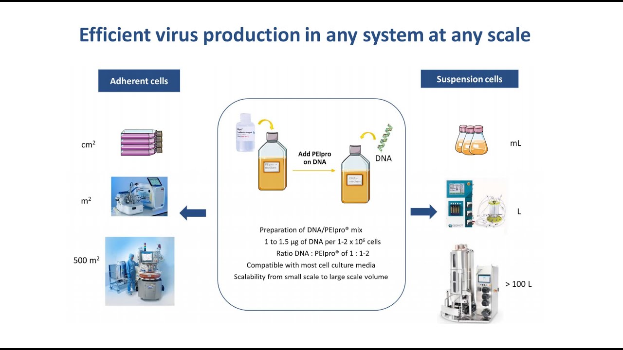 Viral Vector Production