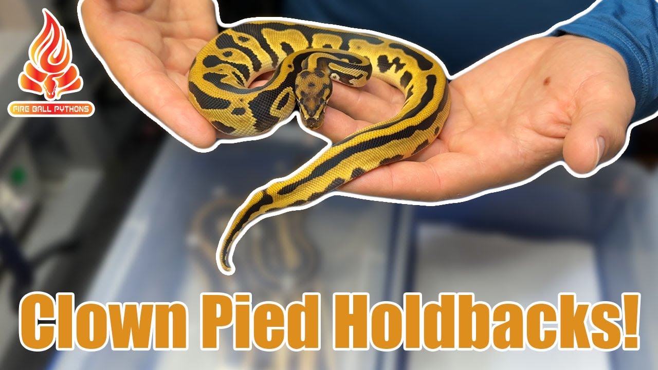2022 Clown Pied Holdbacks Ballpython Snakes Eggcutting Youtube
