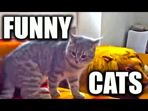 Cats Funny Moments Compilation With Sound Effects Youtube