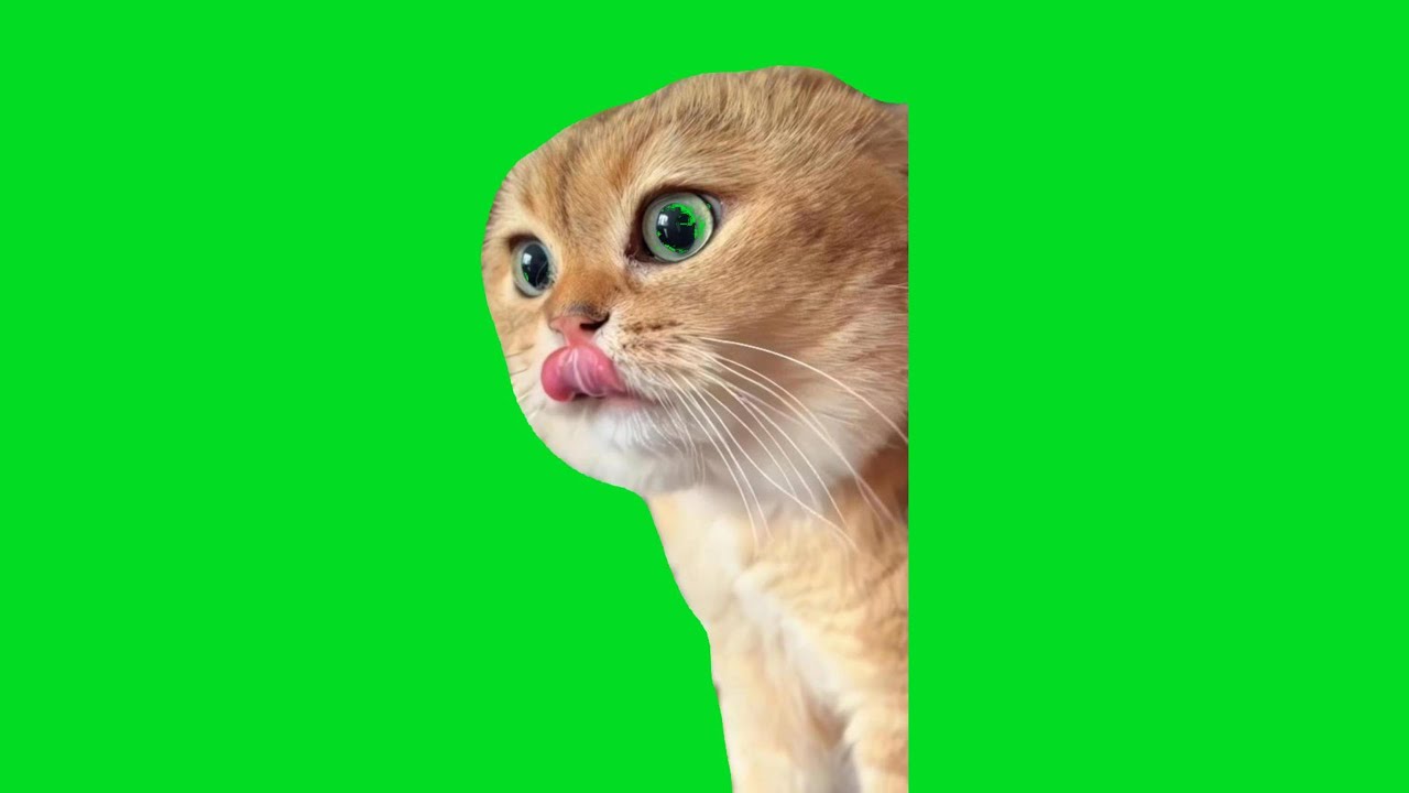 Talking Cat Green Screen Meme Chroma Key Template In 4k Youtube