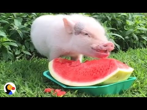 Cute Animals Eating Watermelon Compilation The Dodo Youtube