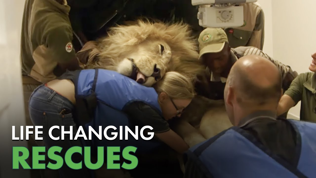 Four Paws Rescues That Changed Animal S Lives Wild Animal Rescue