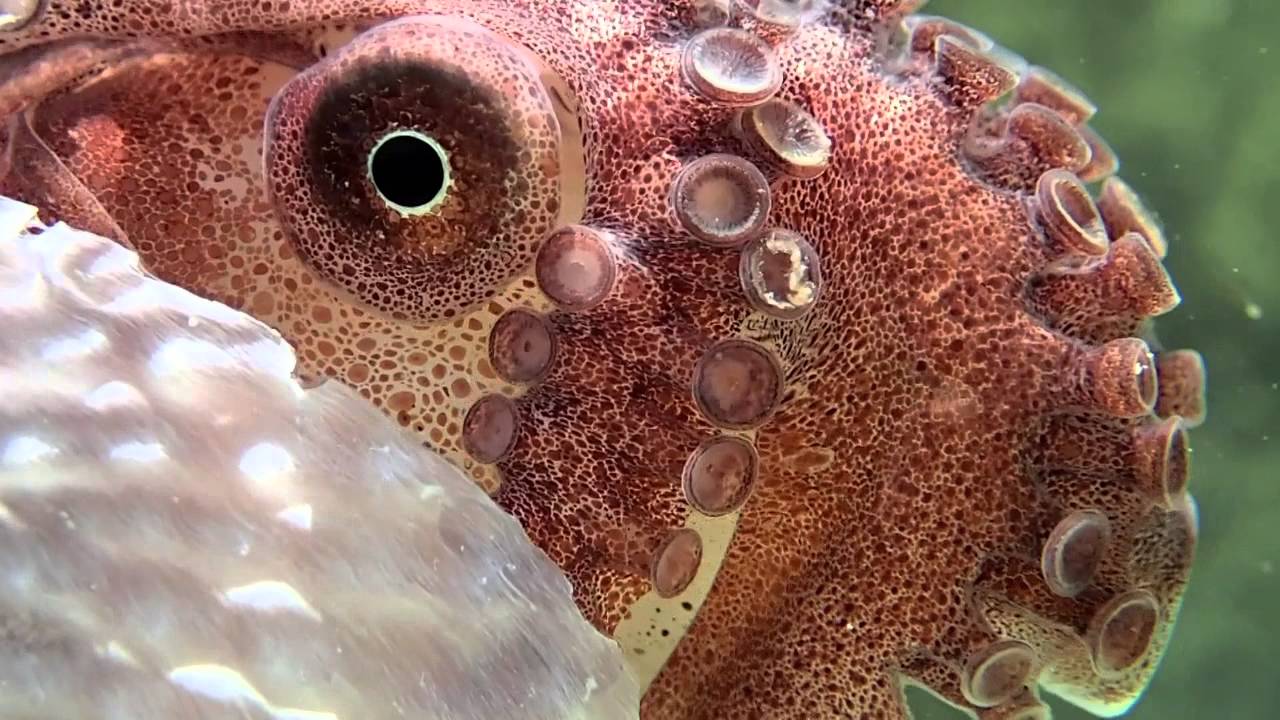 Argonaut Encounter Youtube