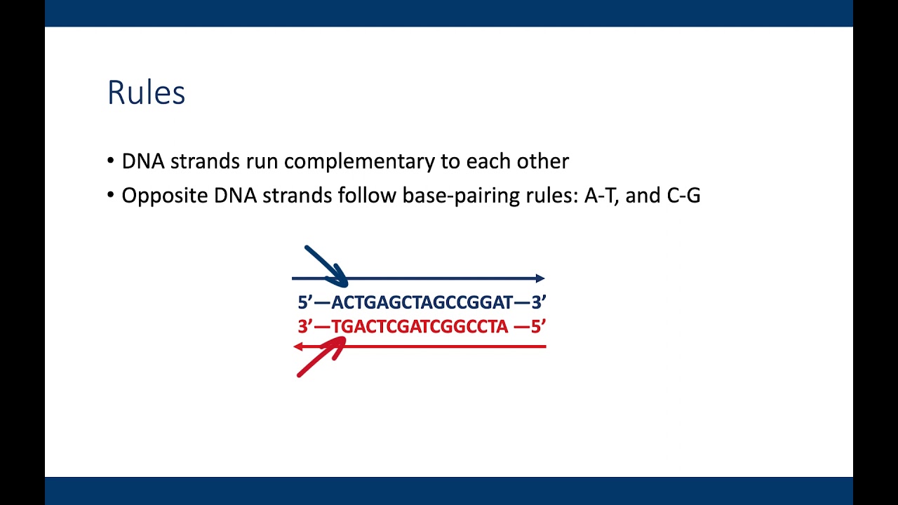 Decode Dna Complementary Strand Sequence Secrets Revealed Transtutor