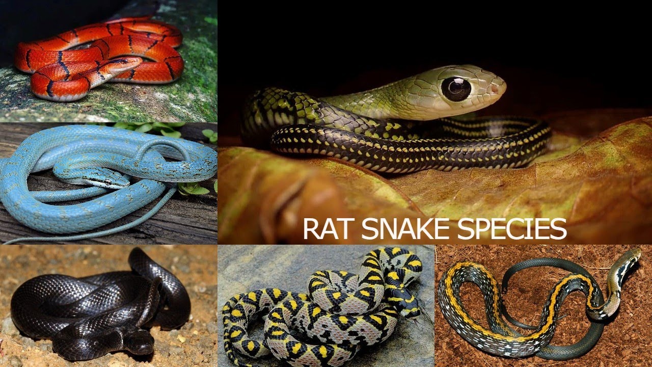 All Rat Snake Species Complete List Of Rat Snake Species Types Of Rat