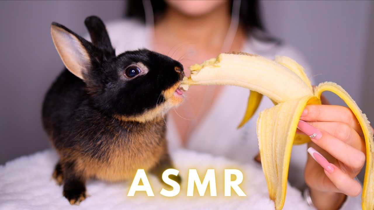 Asmr Bunny Loves Banana Youtube