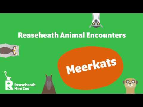 Reaseheath Mini Zoo Animal Encounters Meerkats Youtube