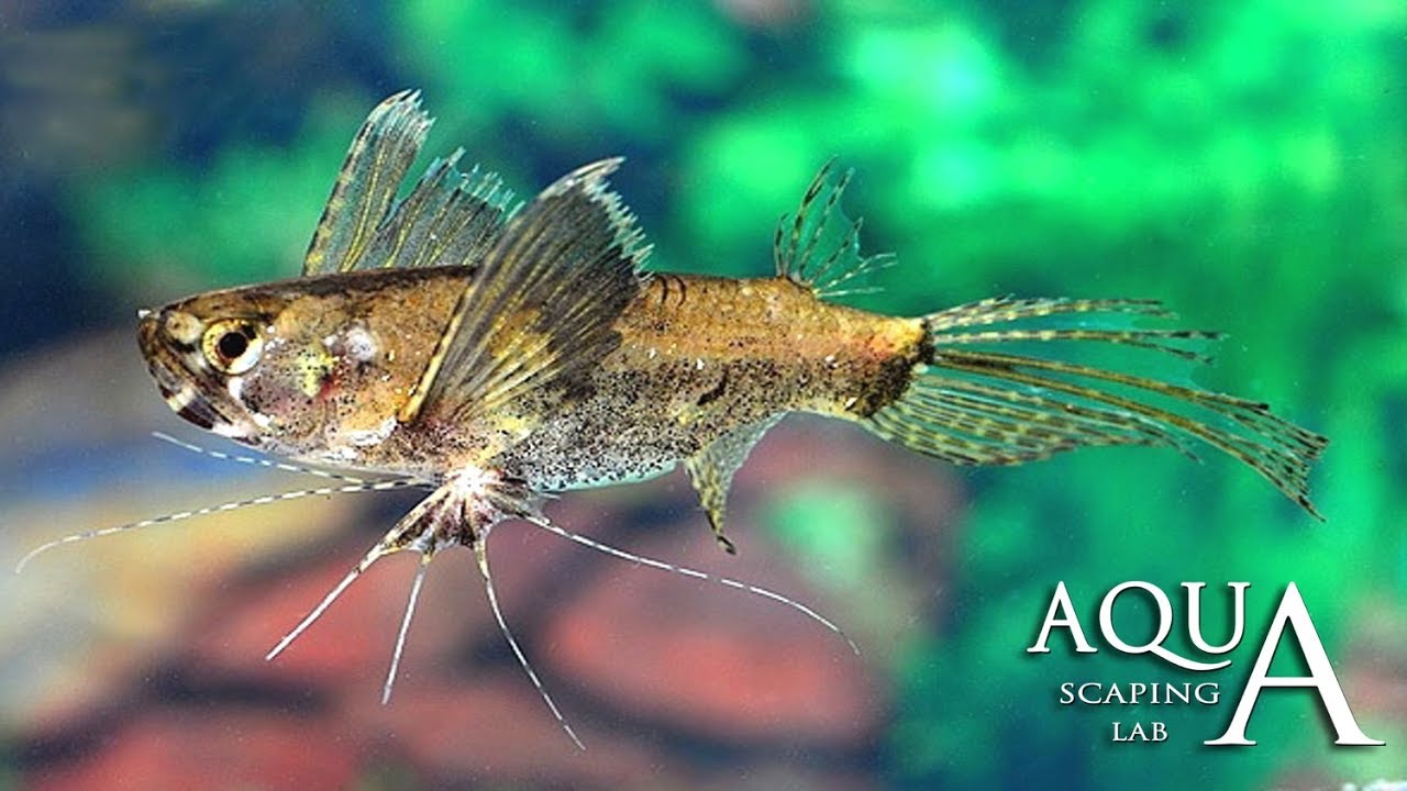 Aquascaping Lab Pantodon Buchholzi Pesce Farfalla African Butterfly