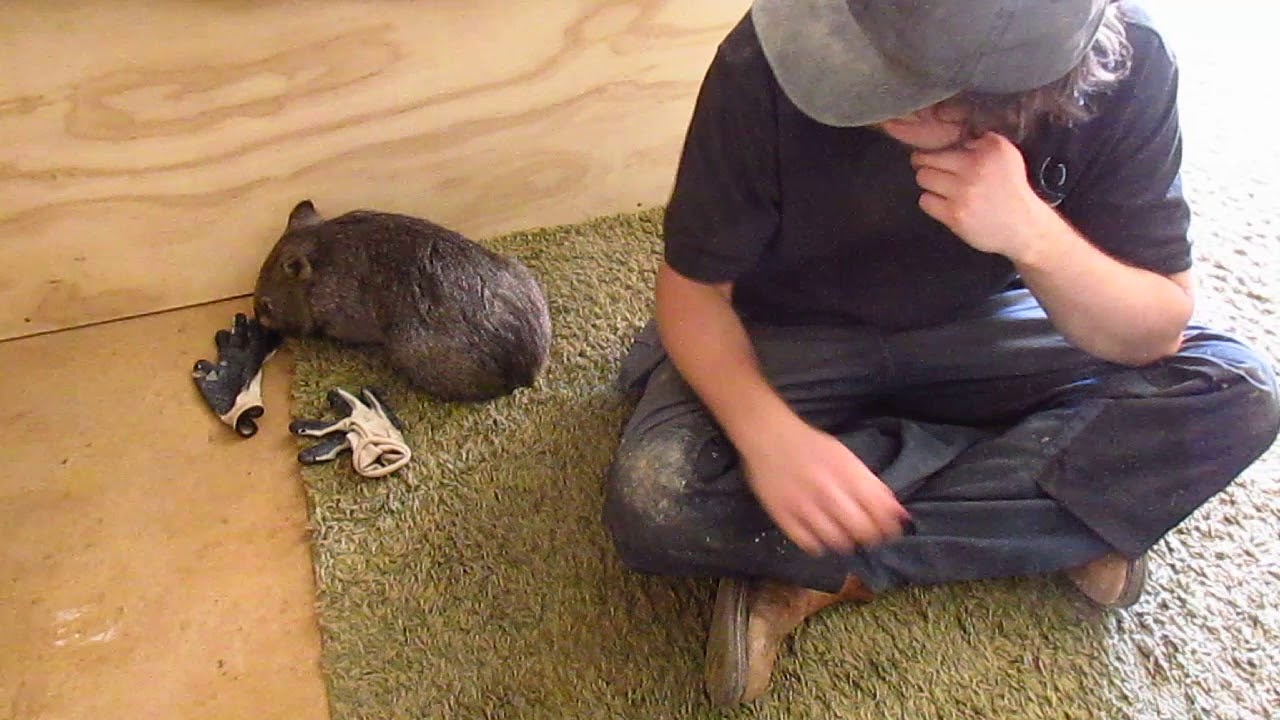 Wombat Hazel Running Rings Around Jason Youtube