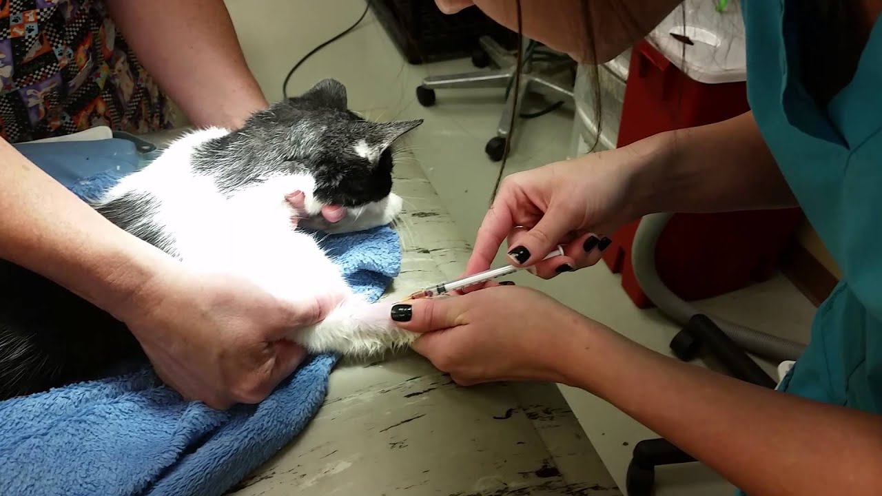 Feline Cephalic Venipuncture Youtube