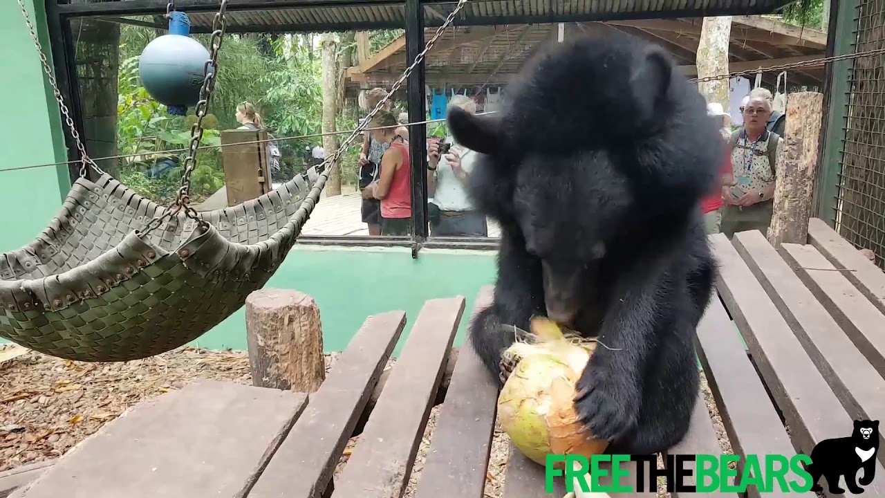 Rescued Moon Bear Cubs On An Easter Egg Hunt Youtube