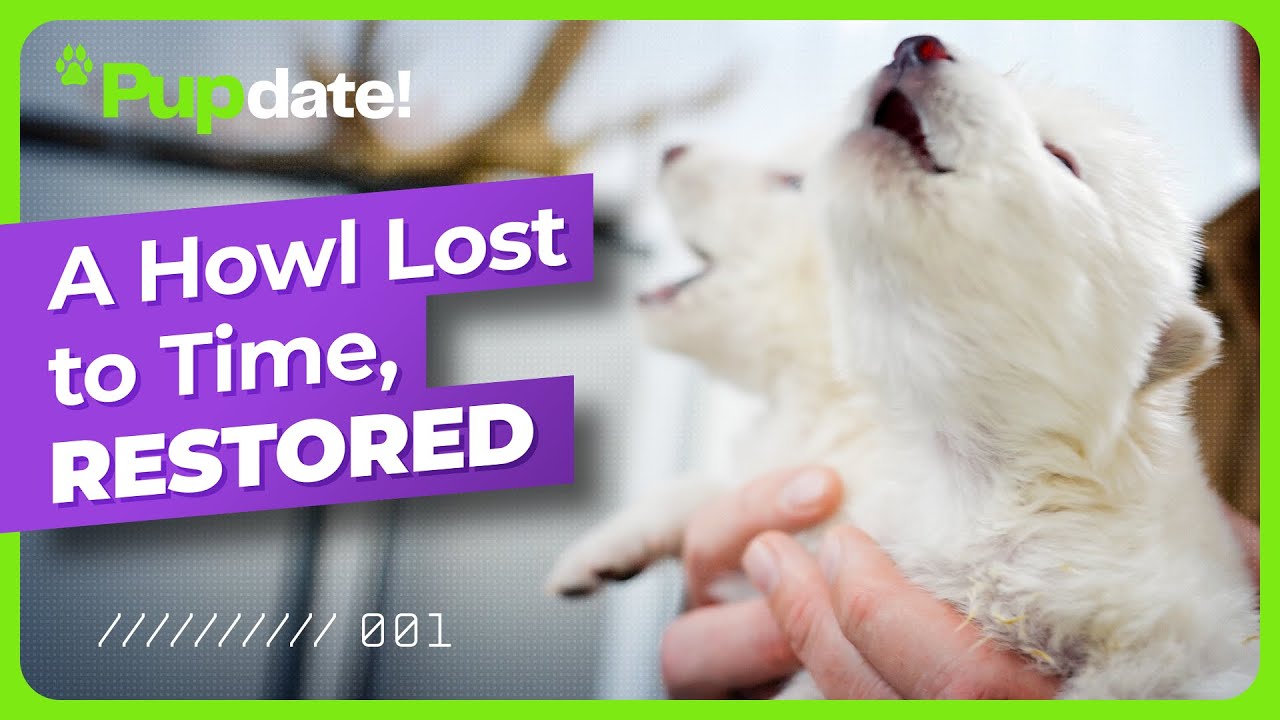 Have Dire Wolves Which Went Extinct More Than 10 000 Years Ago Really