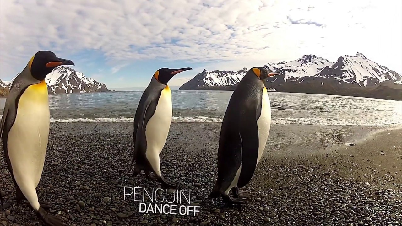 Gopro Penguin Dance Off Full Hd Youtube