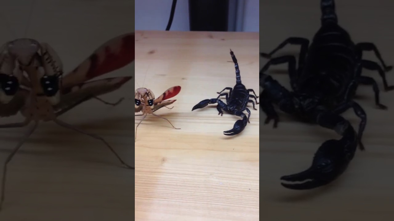 Mantis And Scorpion Youtube