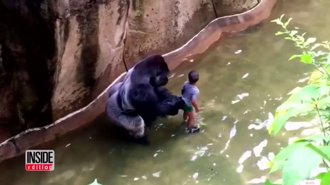 Harambe In The Arms Of Angel Meme Youtube