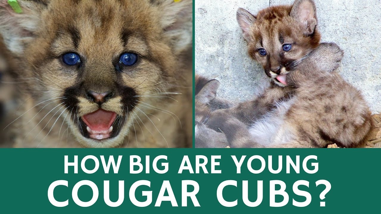 Baby Cougar Cubs