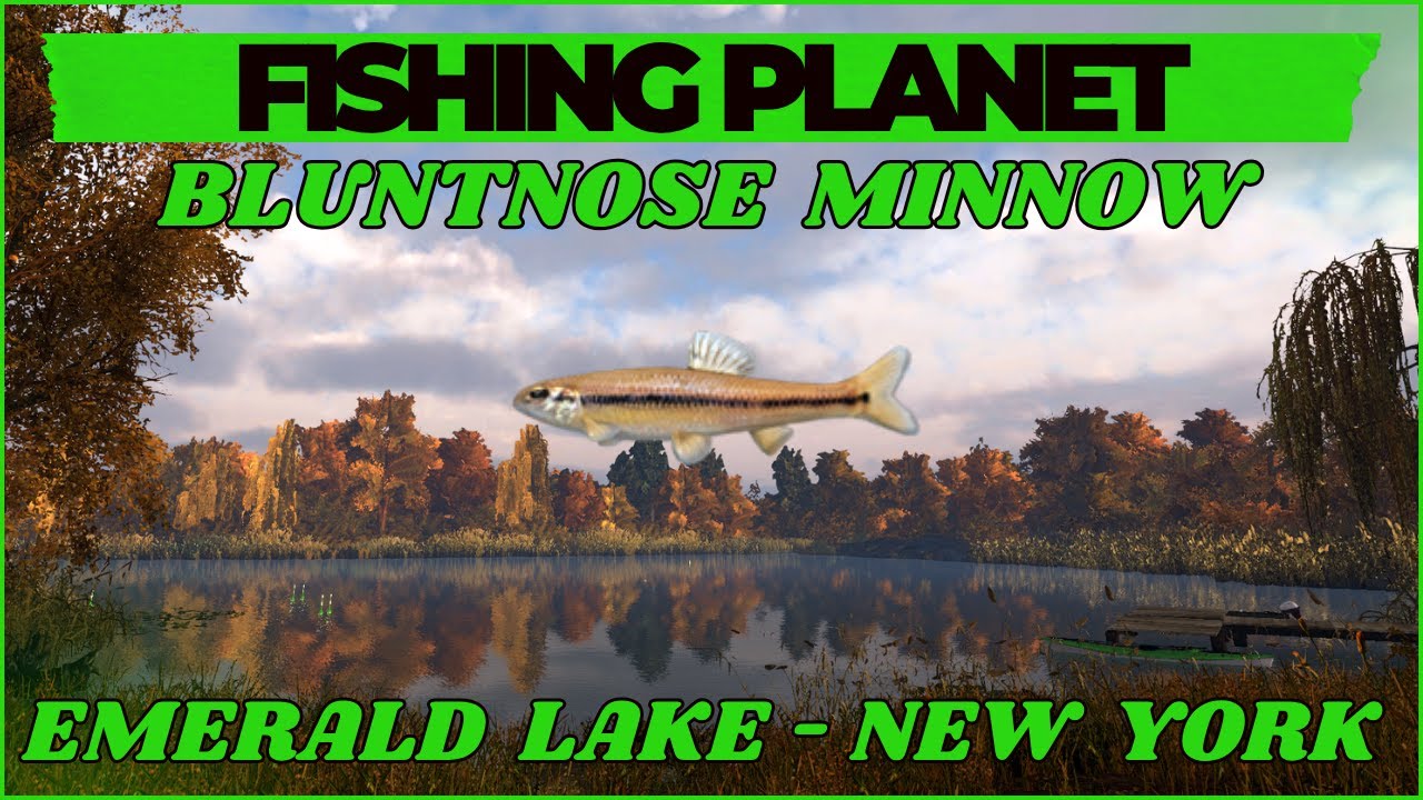 Bluntnose Minnow Emerald Lake New York Fishing Planet Youtube