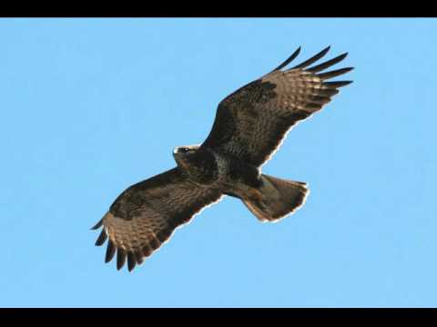 Sound Of The Common Buzzard Youtube