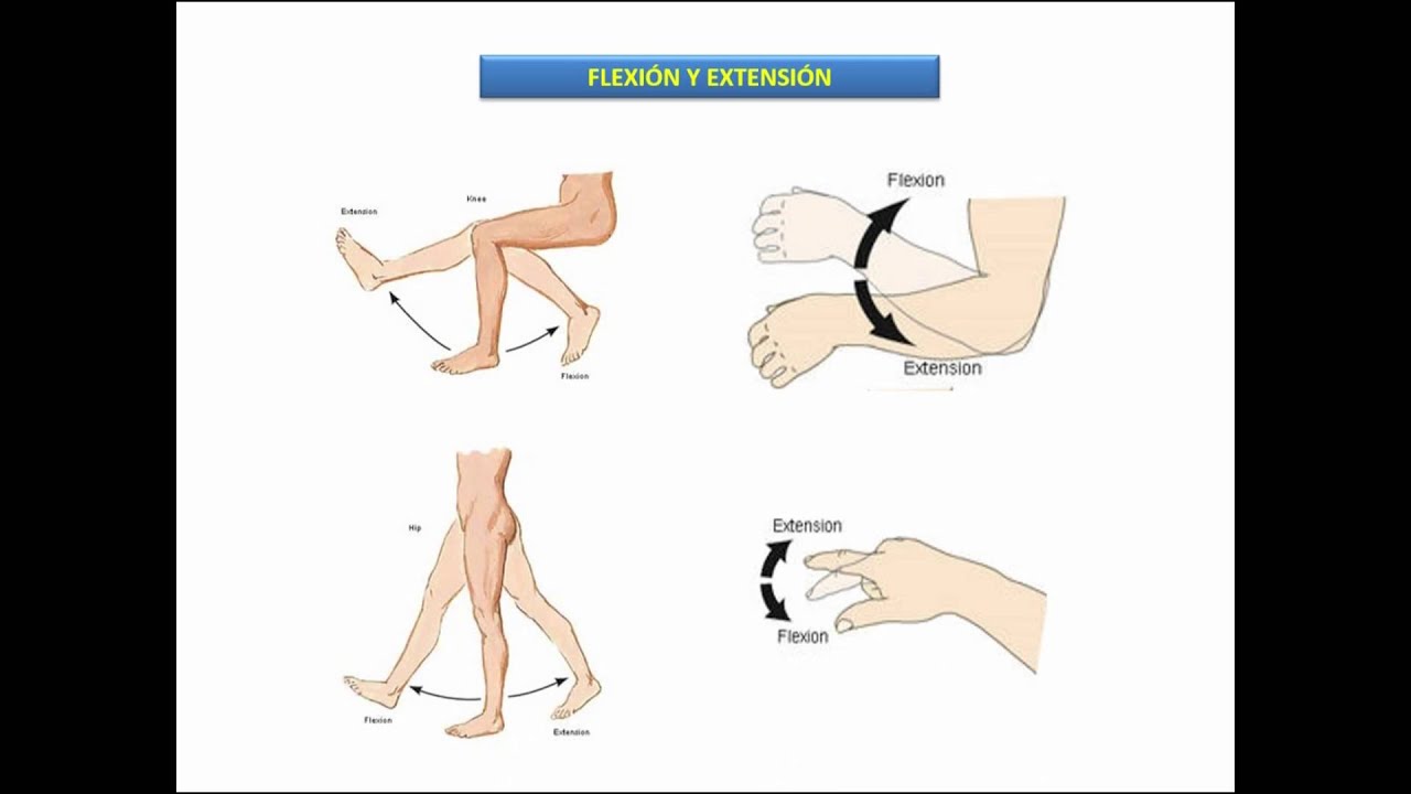Posicin Anatmica Ejes Y Planos De Referencia Trmino Ejes Y Planos De
