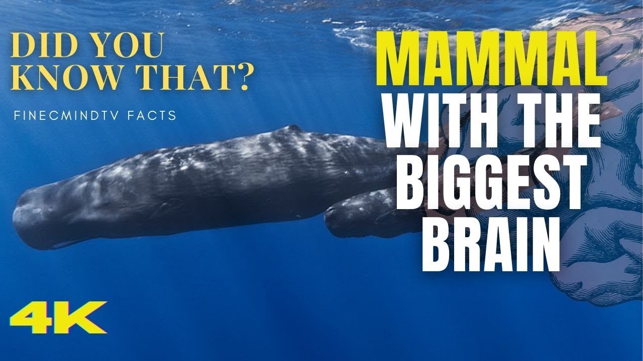4k Fun Facts You Must Know About Sperm Whales Did You Know That
