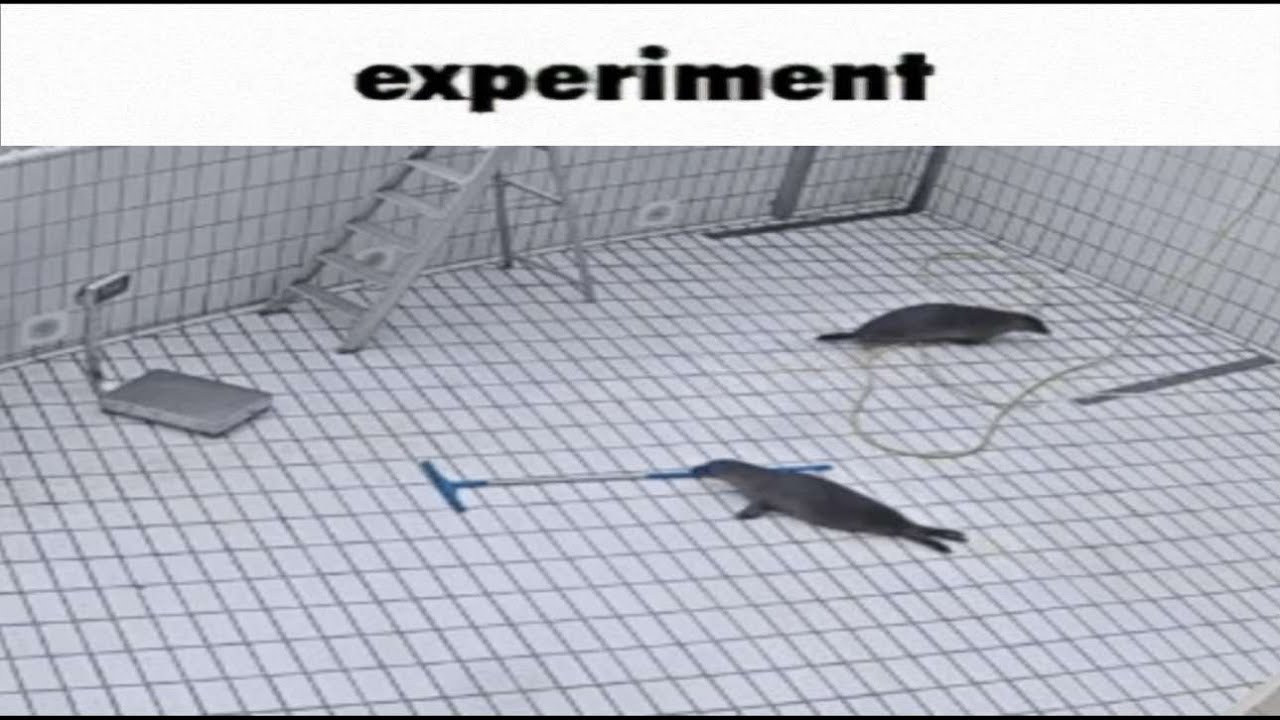 Experiment Youtube