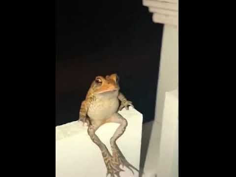 Frog Doing A Flip Frog Meme Youtube