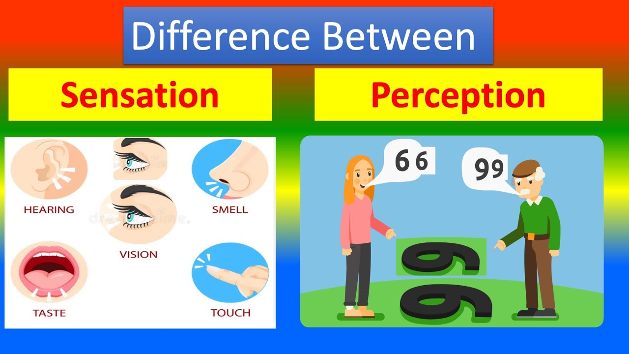 Sensation Vs Perception Decode Your Reality The Ultimate Guide