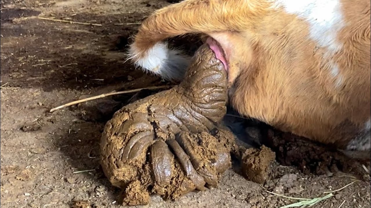 Cattle Pooping Compilation 牛拉粑粑合集 Youtube