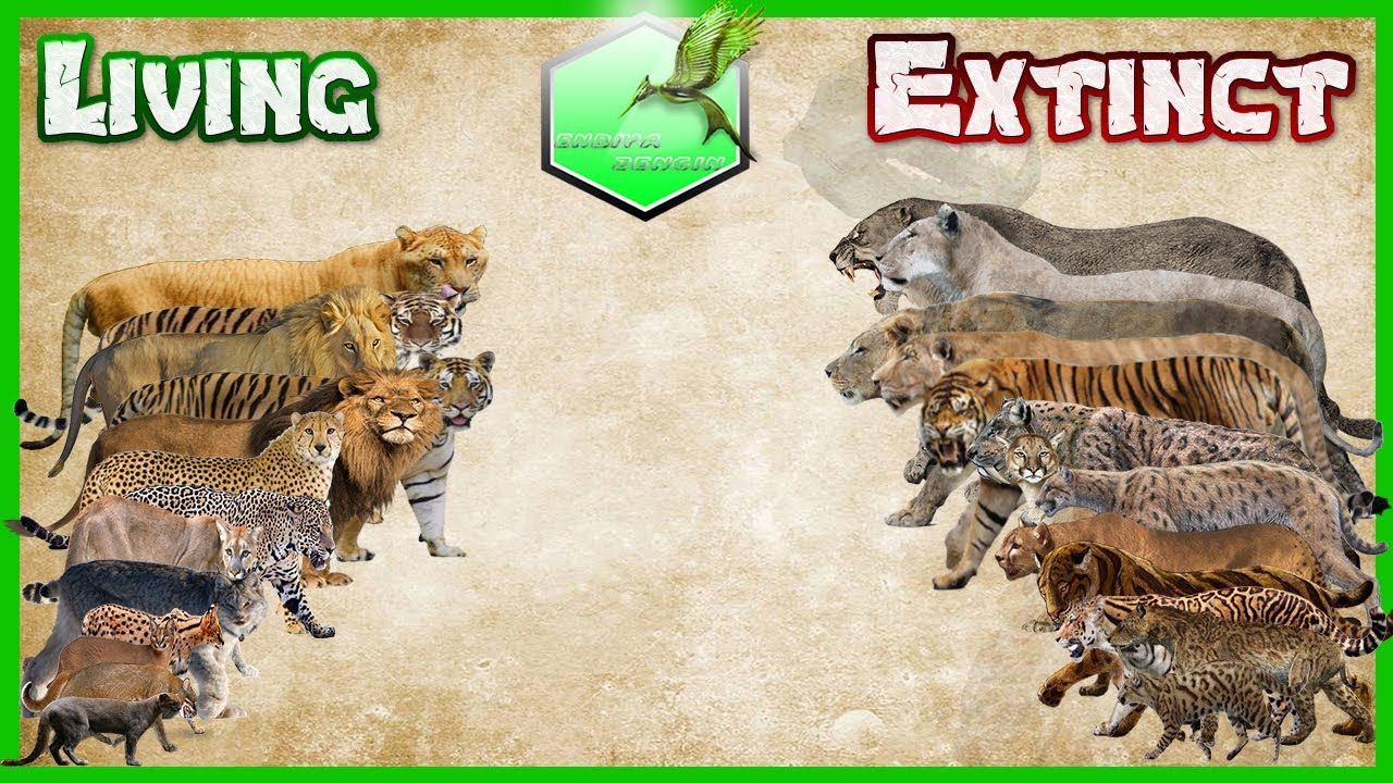 Big Cats Size Comparison Li̇vi̇ng Exti̇nct Youtube
