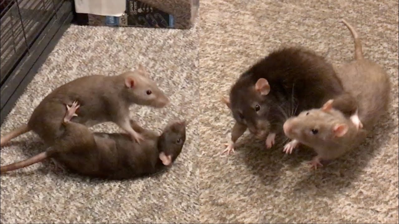 Mocha Vs Bean Rats Wrestling Compilation Youtube