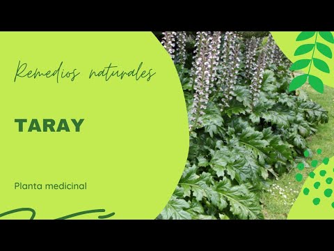 Taray Planta Medicinal Youtube