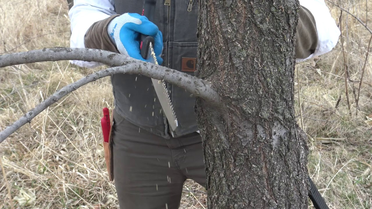 3 Pruning Techniques Youtube